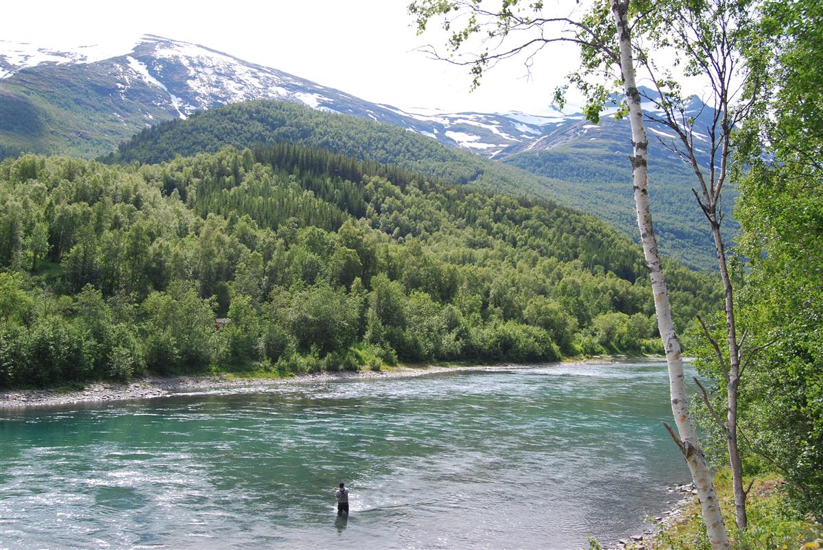 Naturen i Beiarn - fylkesleksikon Nordland